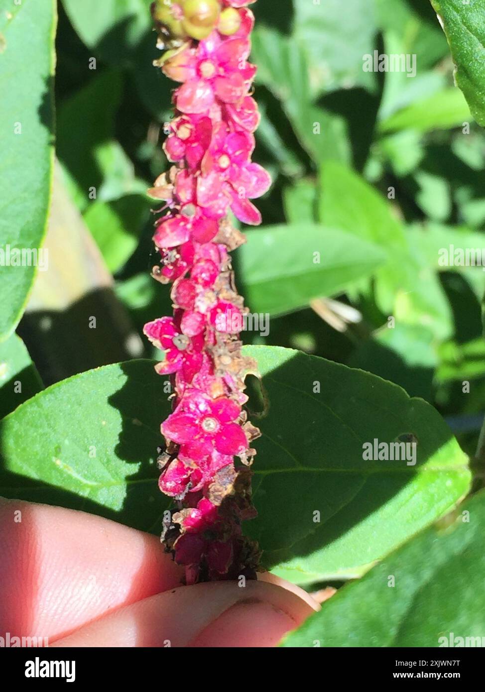 Inkweed (Phytolacca octandra) Plantae Stock Photo - Alamy