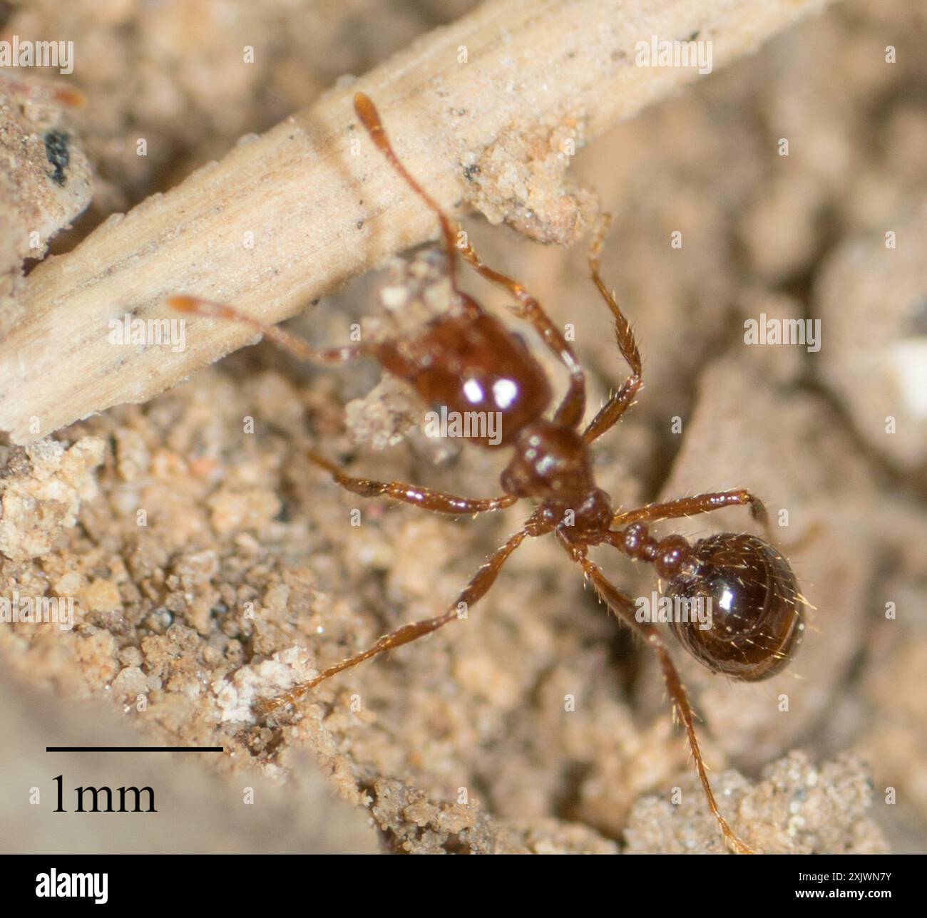 Red Imported Fire Ant (Solenopsis invicta) Insecta Stock Photo - Alamy