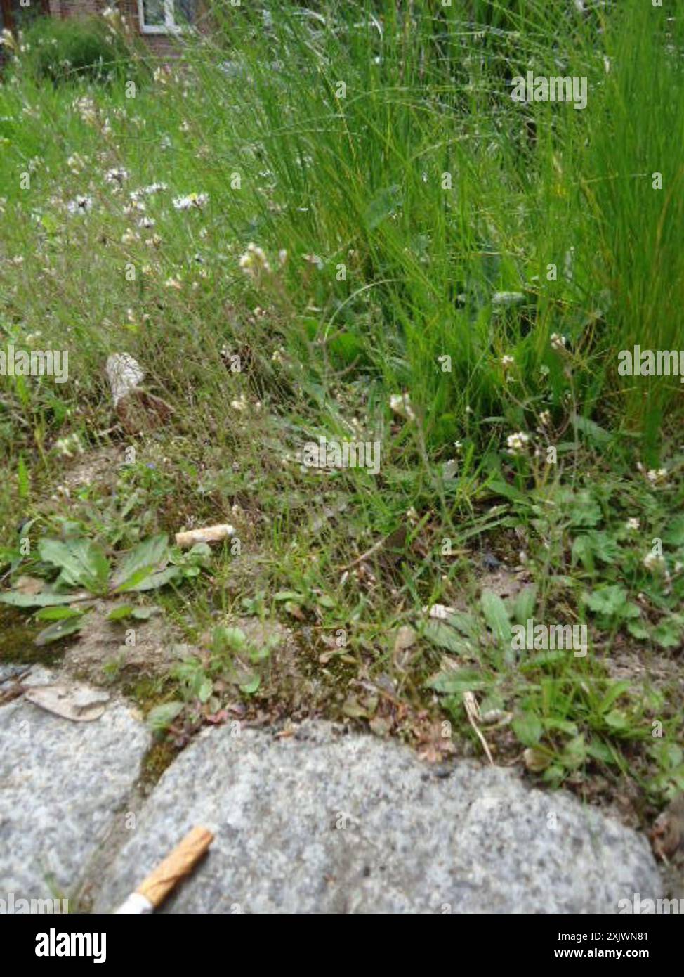 mouse-ear cress (Arabidopsis thaliana) Plantae Stock Photo - Alamy