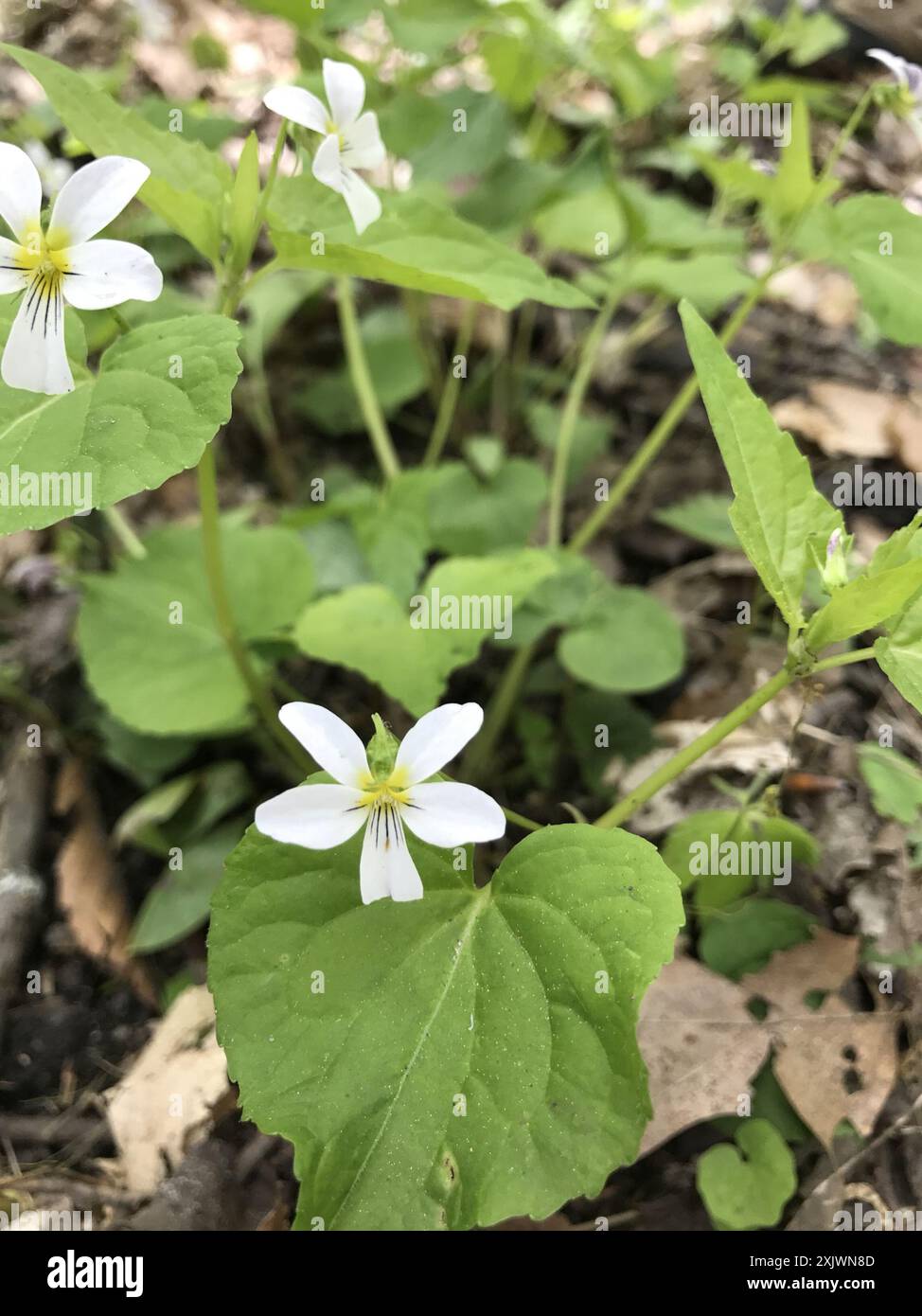 Canada Violet (Viola canadensis) Plantae Stock Photo - Alamy