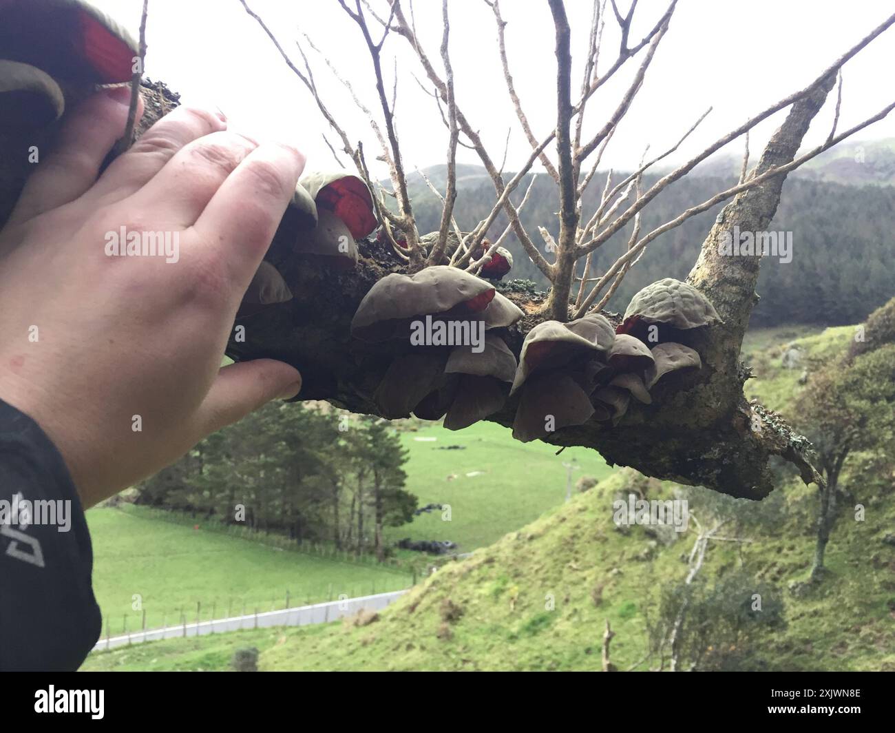 Ear fungus (Auricularia cornea) Fungi Stock Photo - Alamy