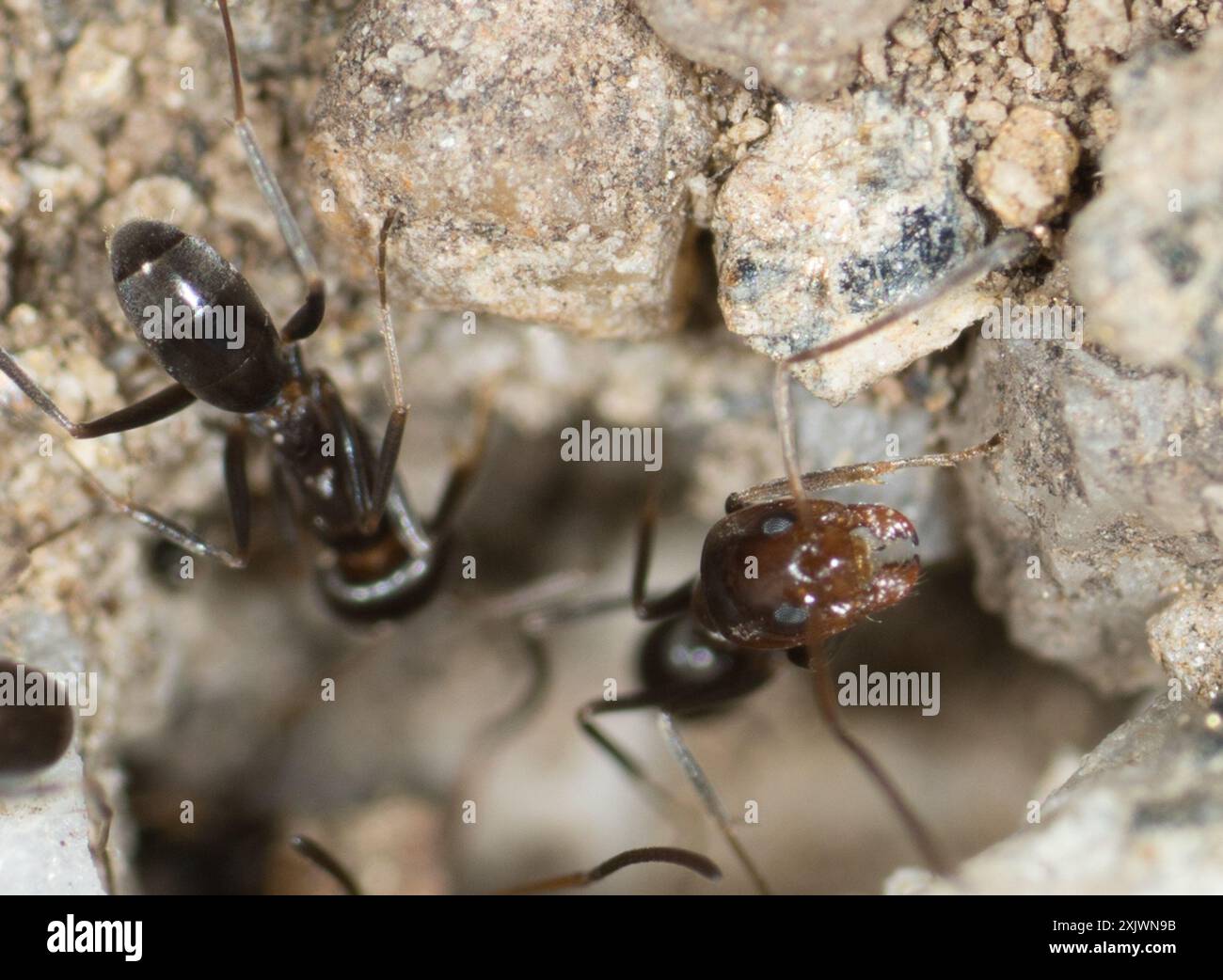 Pyramid Ants (Dorymyrmex) Insecta Stock Photo - Alamy