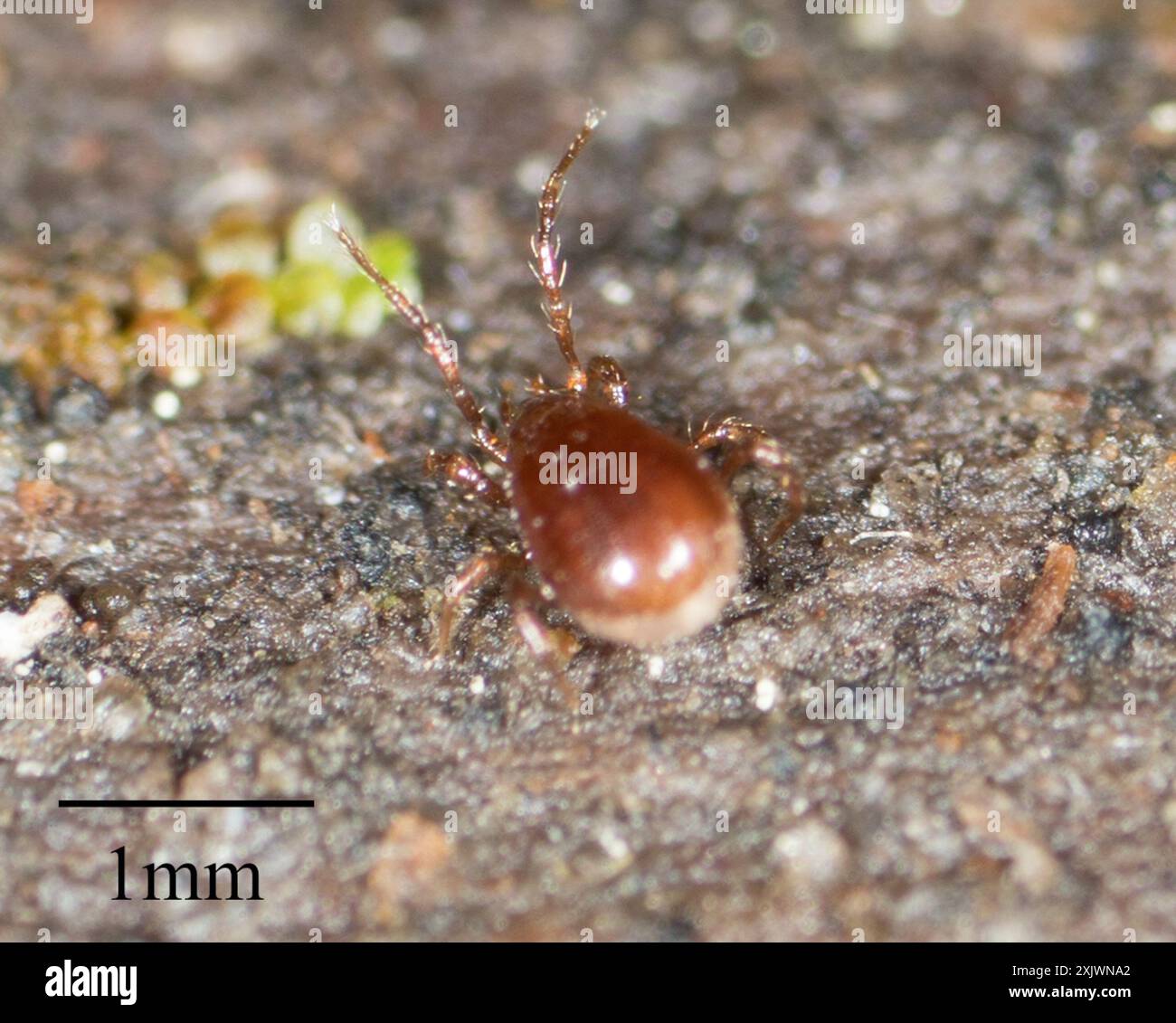 Mesostigmata hi-res stock photography and images - Alamy