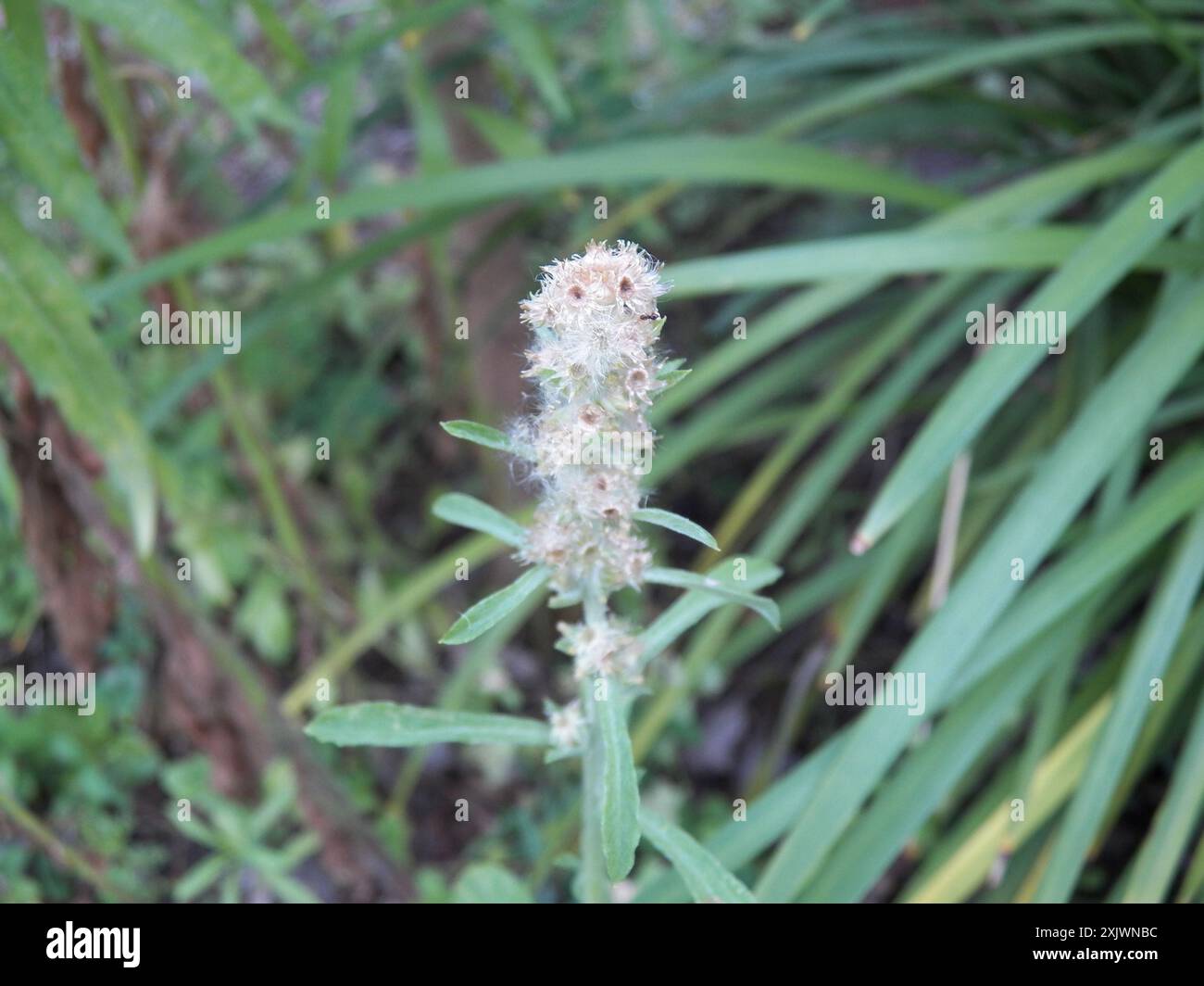 Pennsylvania Cudweed (Gamochaeta pensylvanica) Plantae Stock Photo - Alamy