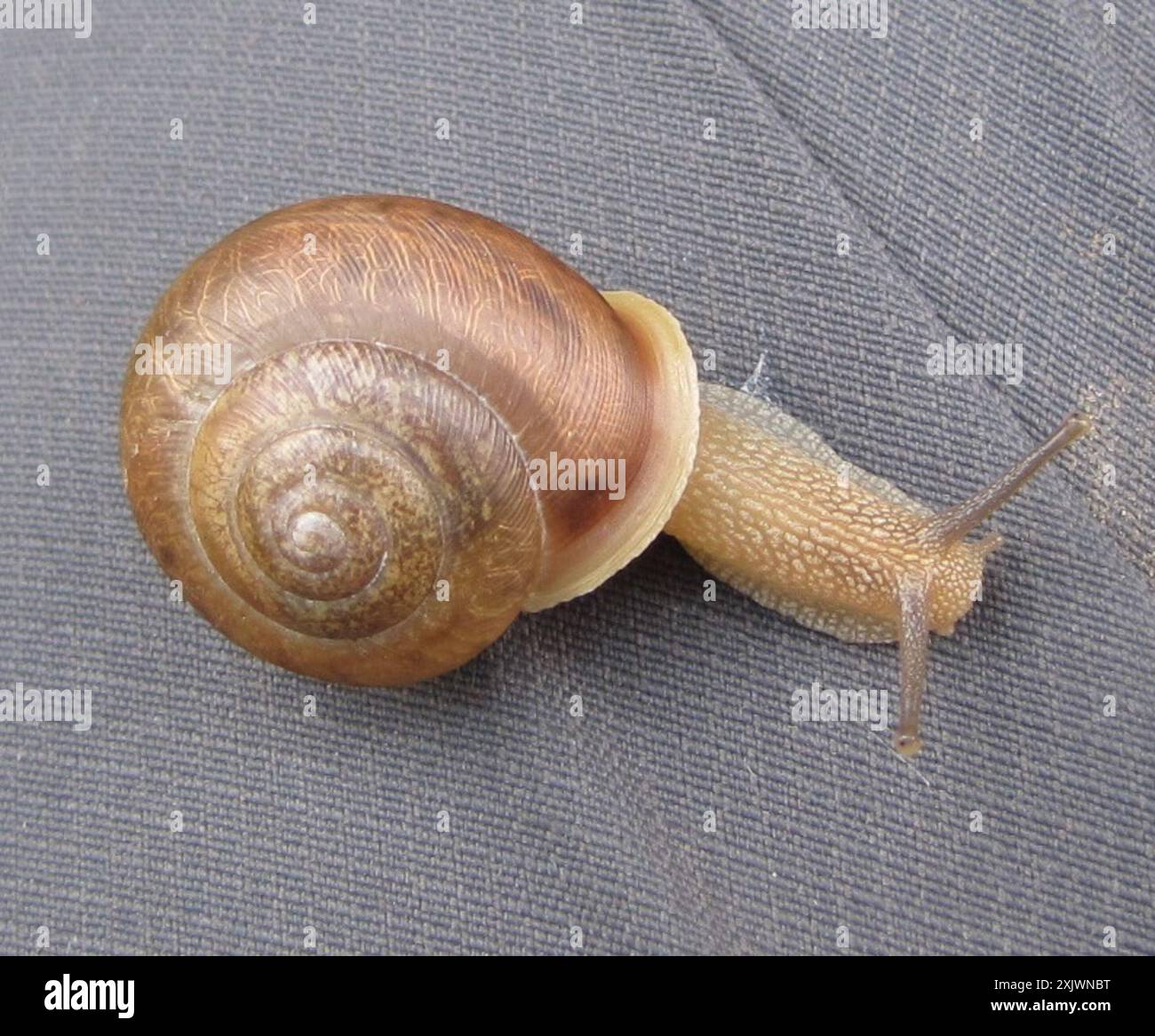 Eastern Whitelip (Neohelix albolabris) Mollusca Stock Photo - Alamy