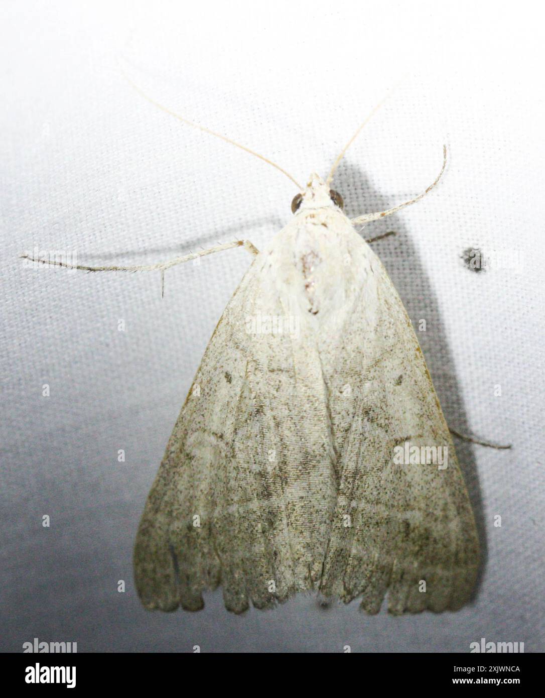 Butterflies and Moths (Lepidoptera) Insecta Stock Photo - Alamy