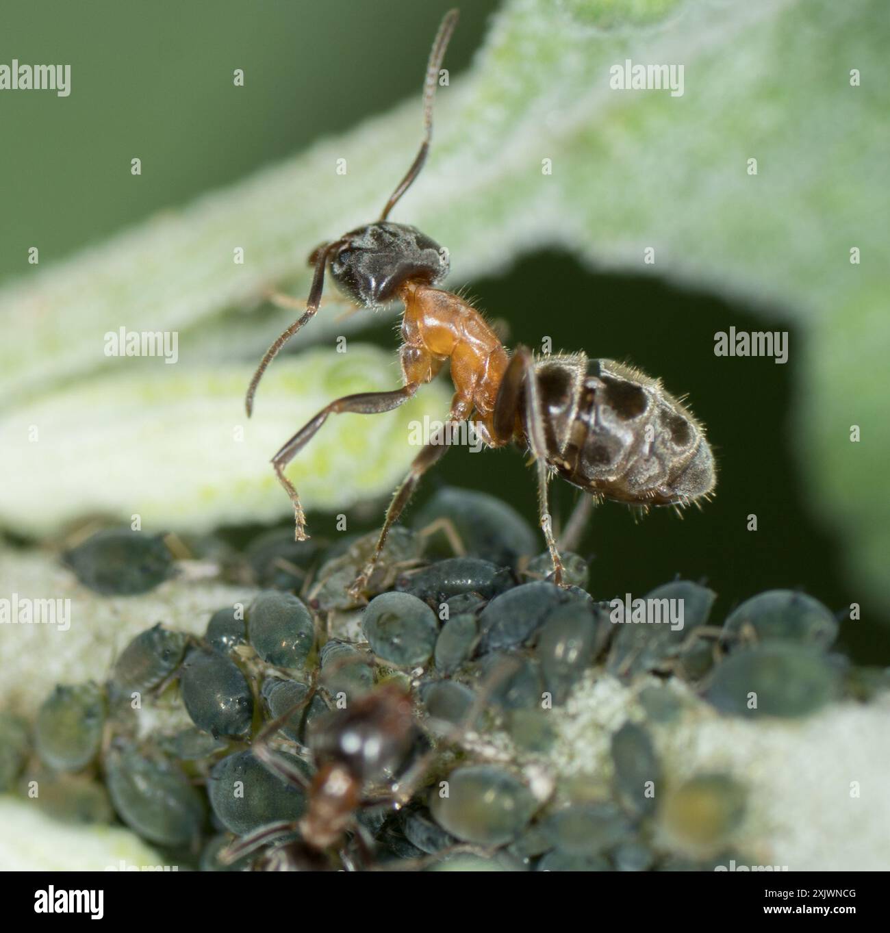 Western Velvety Tree Ant (Liometopum occidentale) Insecta Stock Photo ...