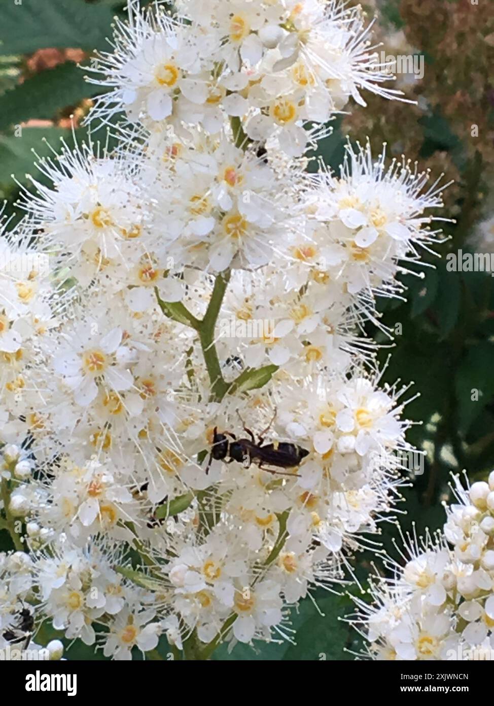 Hump-backed Beewolf (Philanthus gibbosus) Insecta Stock Photo - Alamy