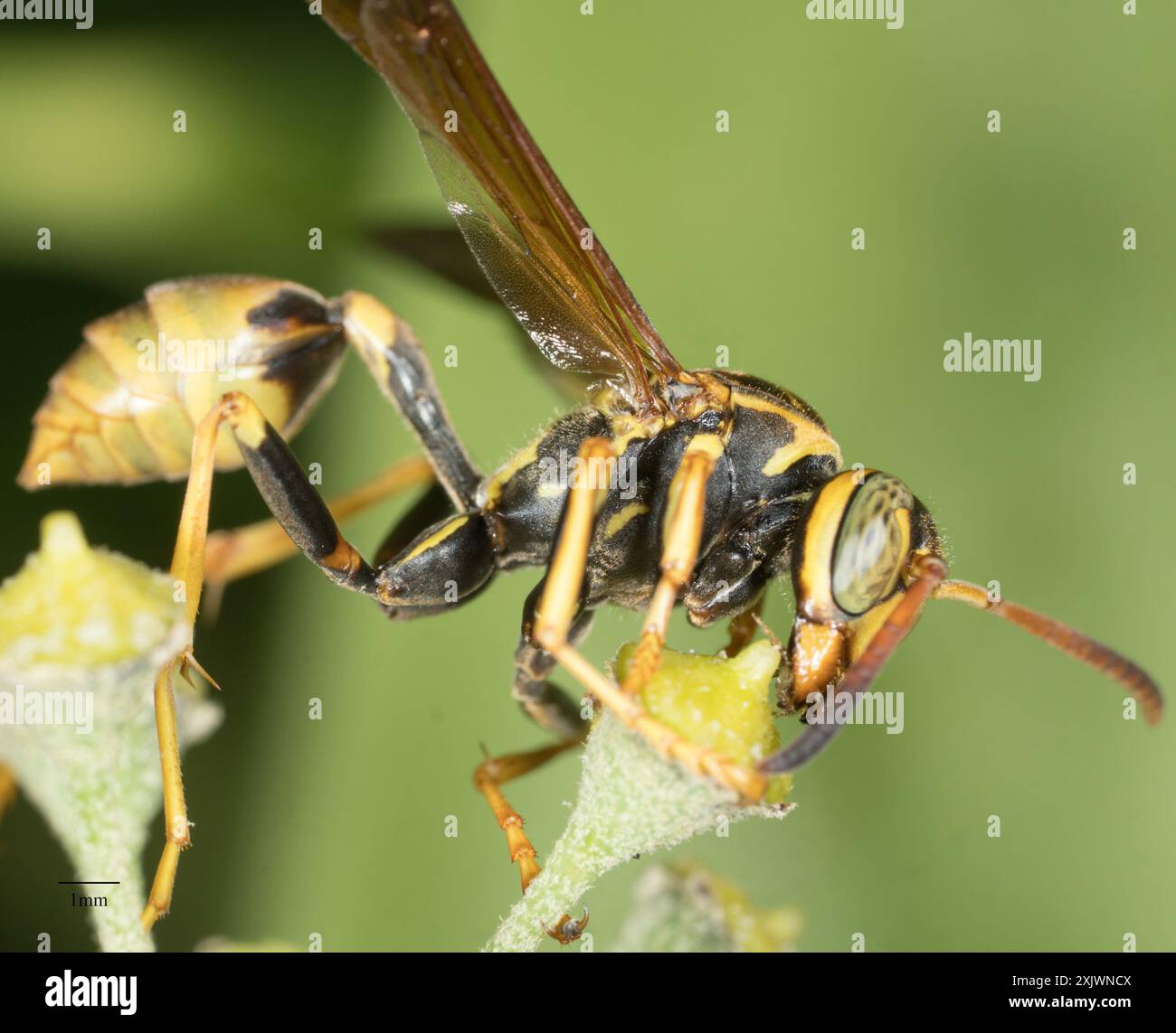 Western Paper Wasp (Mischocyttarus flavitarsis) Insecta Stock Photo - Alamy