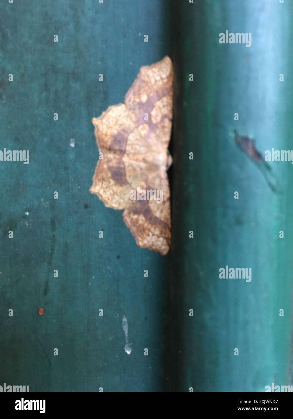 Besma moth hi-res stock photography and images - Alamy