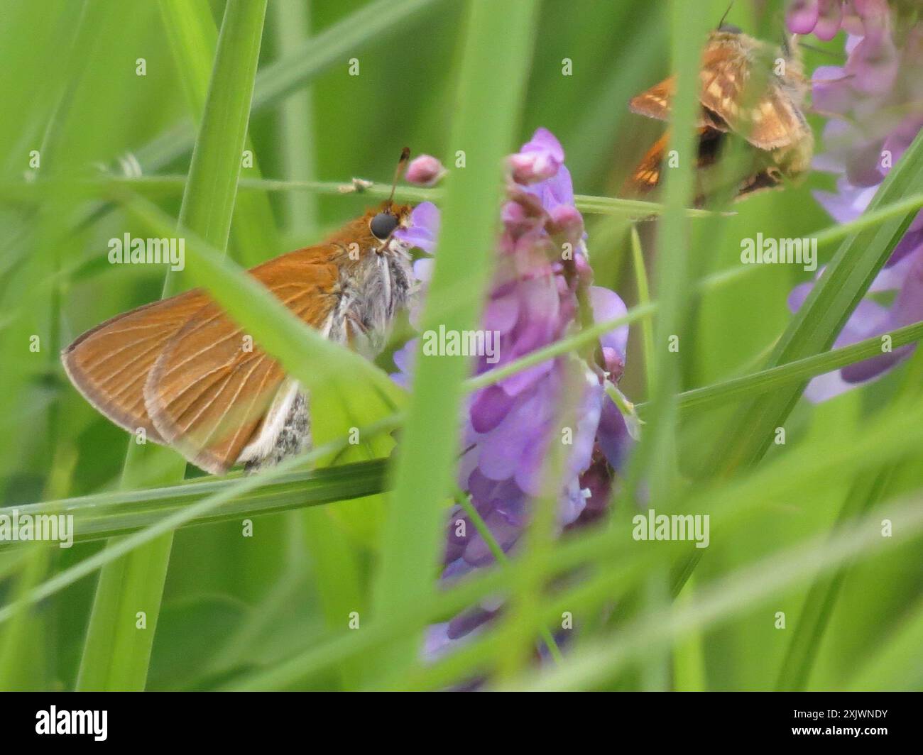 Two-spotted Skipper (Euphyes bimacula) Insecta Stock Photo - Alamy