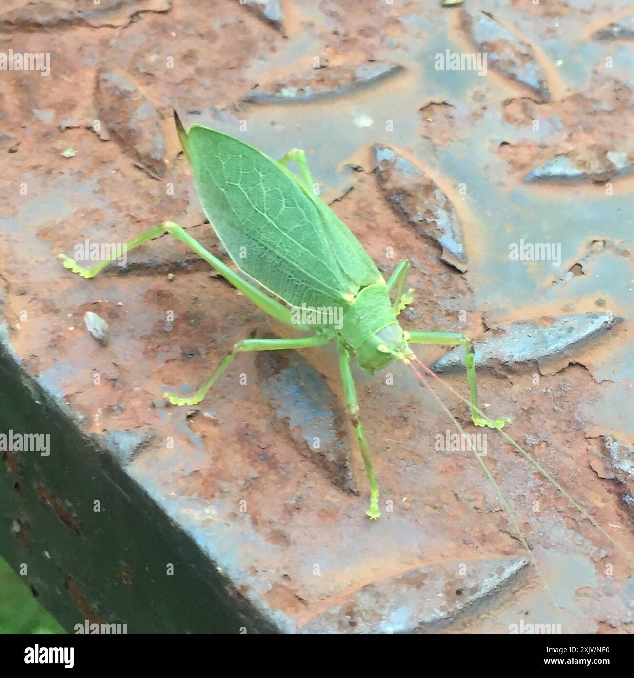 Common True Katydid (Pterophylla camellifolia) Insecta Stock Photo - Alamy