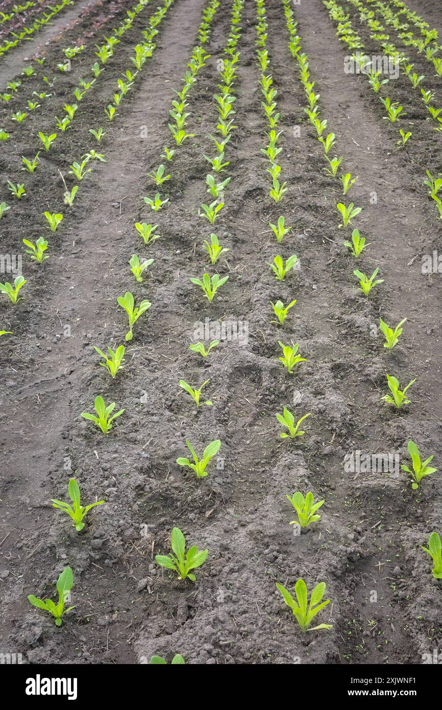 Rows of vegetable seedlings in an organic greenhouse plantation Stock ...