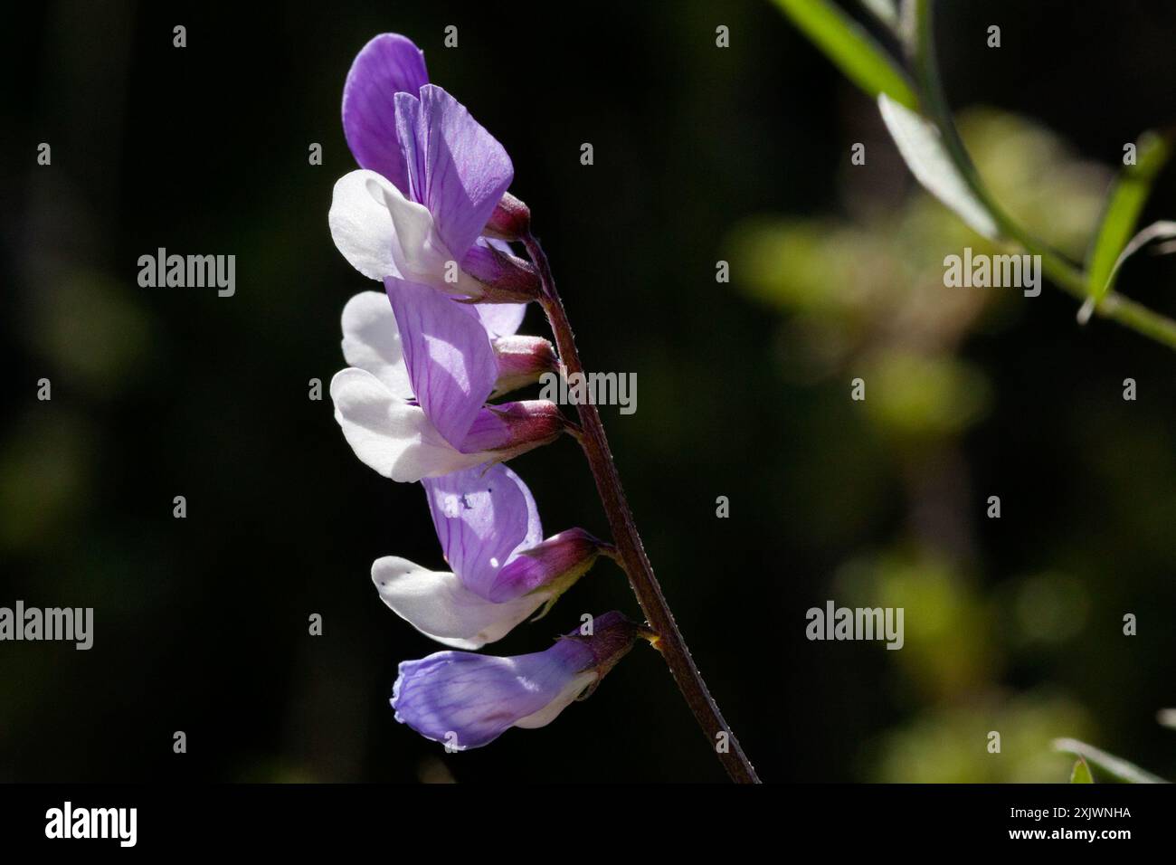 slender vetch (Vicia ludoviciana) Plantae Stock Photo - Alamy