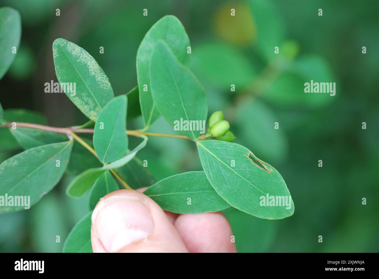 Bootlace Plant (Wikstroemia indica) Plantae Stock Photo - Alamy
