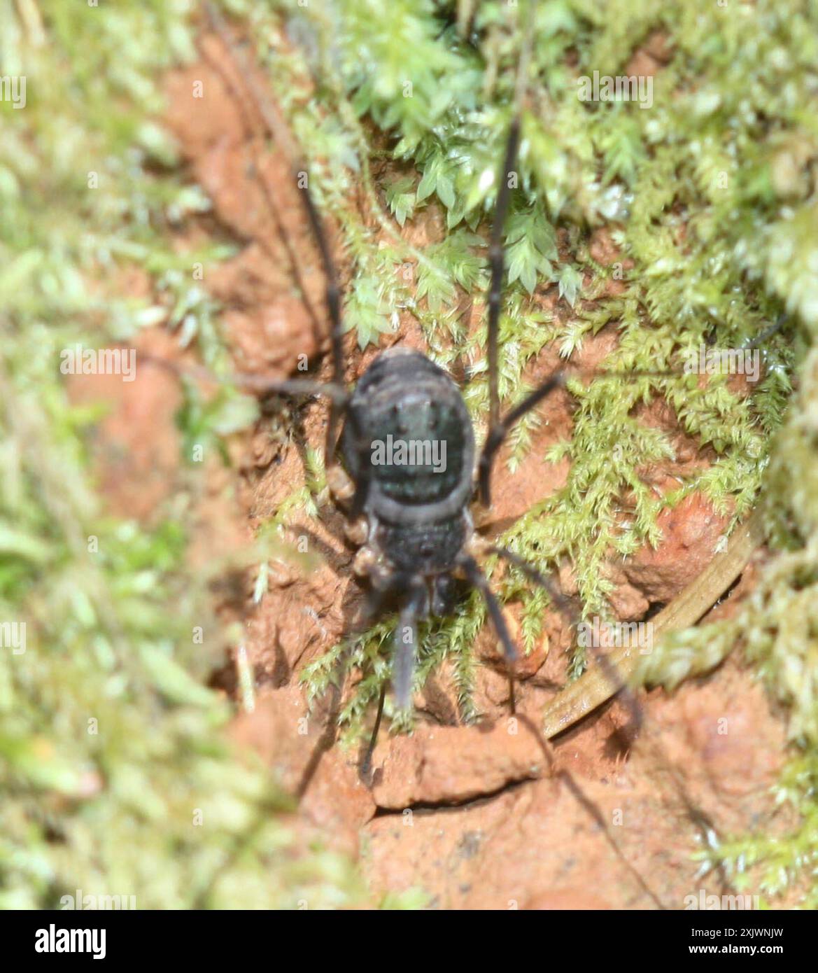 Protolophus hi-res stock photography and images - Alamy