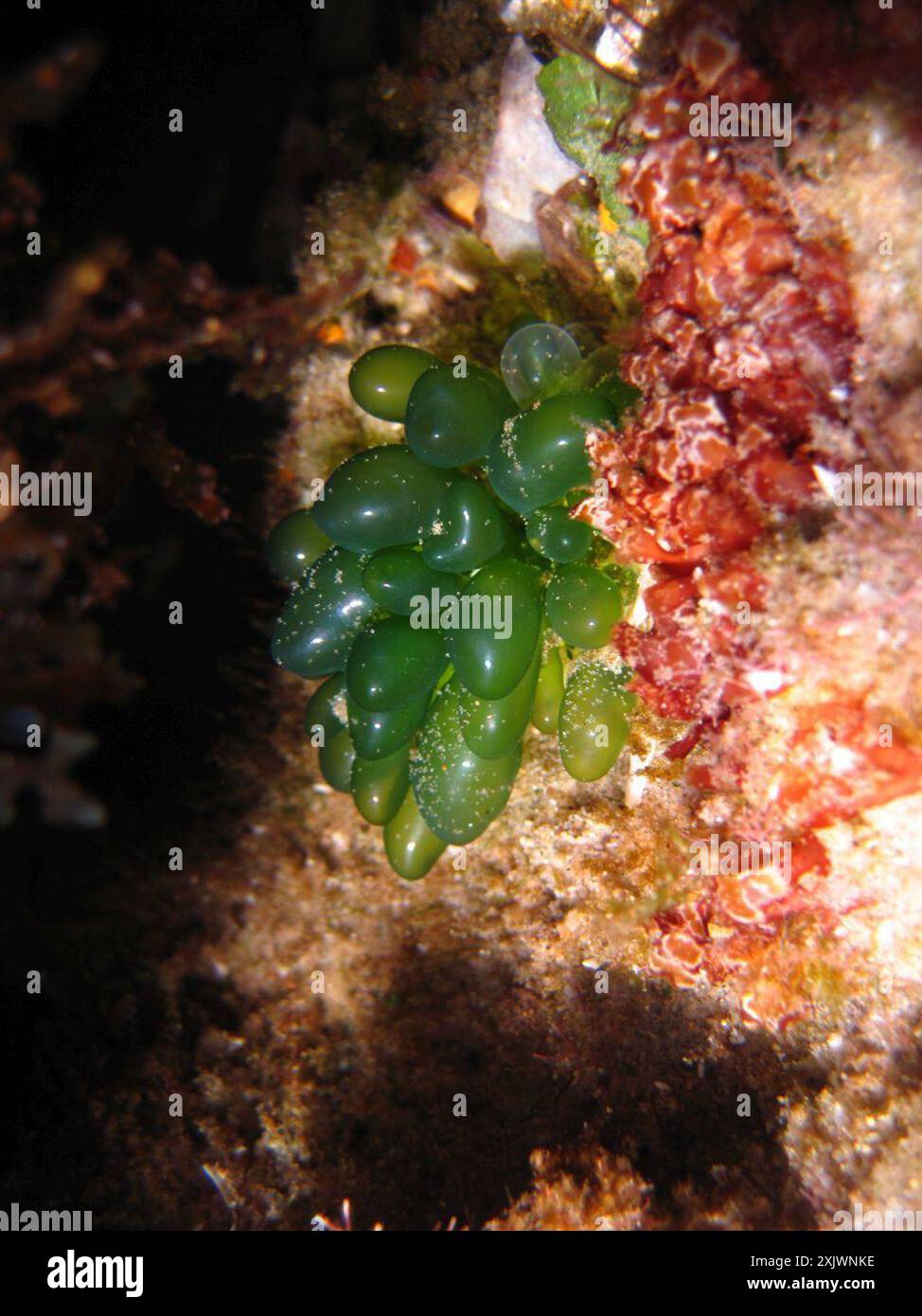 (Valonia macrophysa) Plantae Stock Photo - Alamy