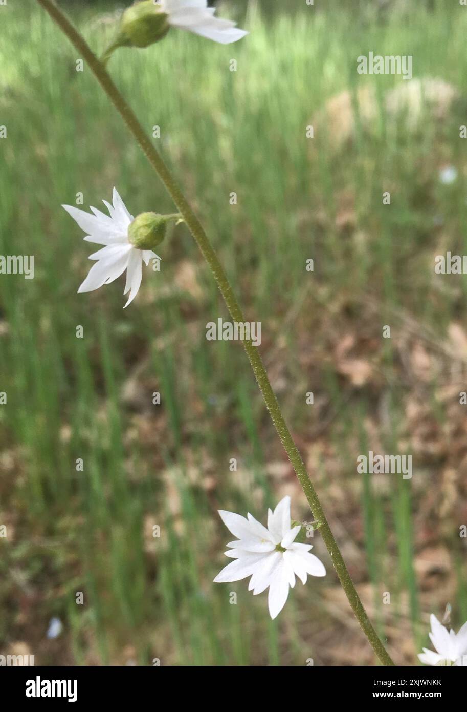 woodland stars (Lithophragma) Plantae Stock Photo - Alamy