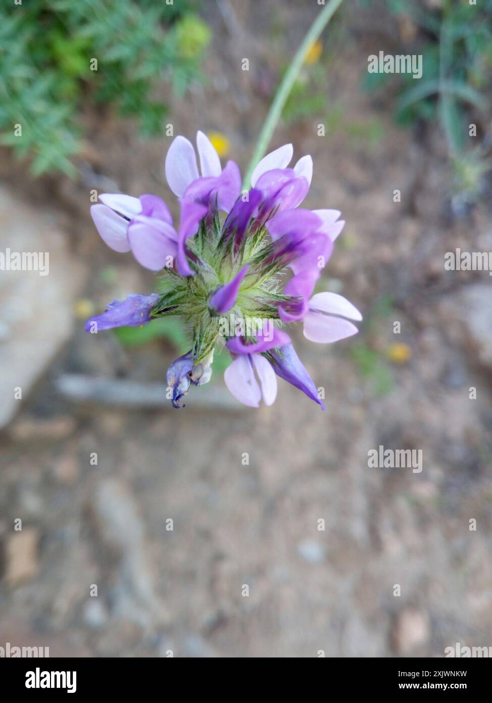 arabian pea (Bituminaria bituminosa) Plantae Stock Photo - Alamy