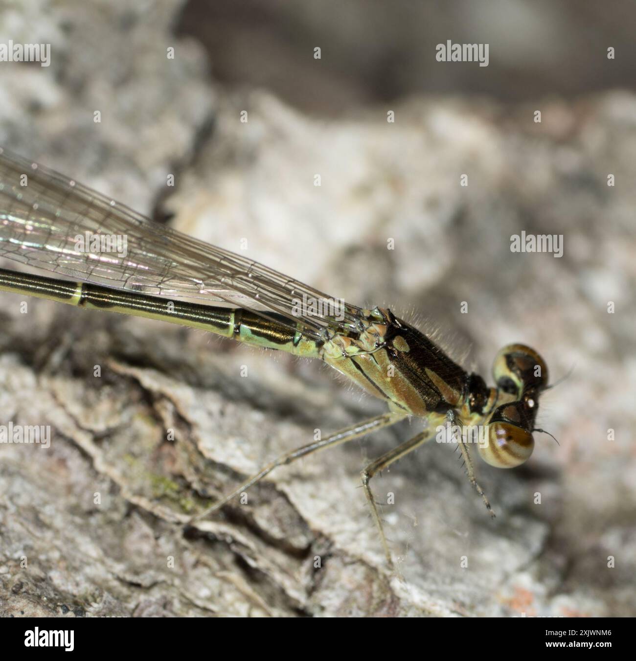 Fragile Forktail (Ischnura posita) Insecta Stock Photo - Alamy