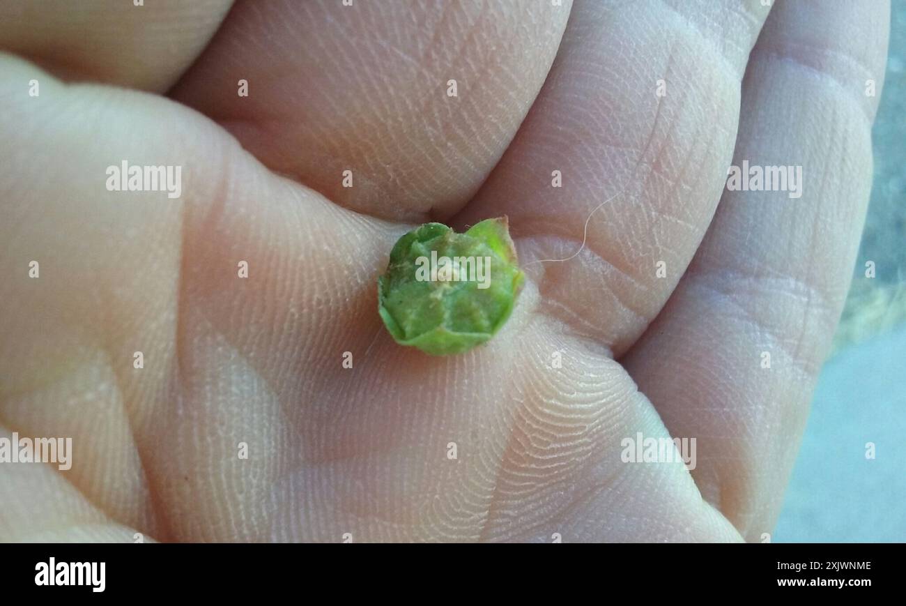 cheeseweed mallow (Malva parviflora) Plantae Stock Photo - Alamy