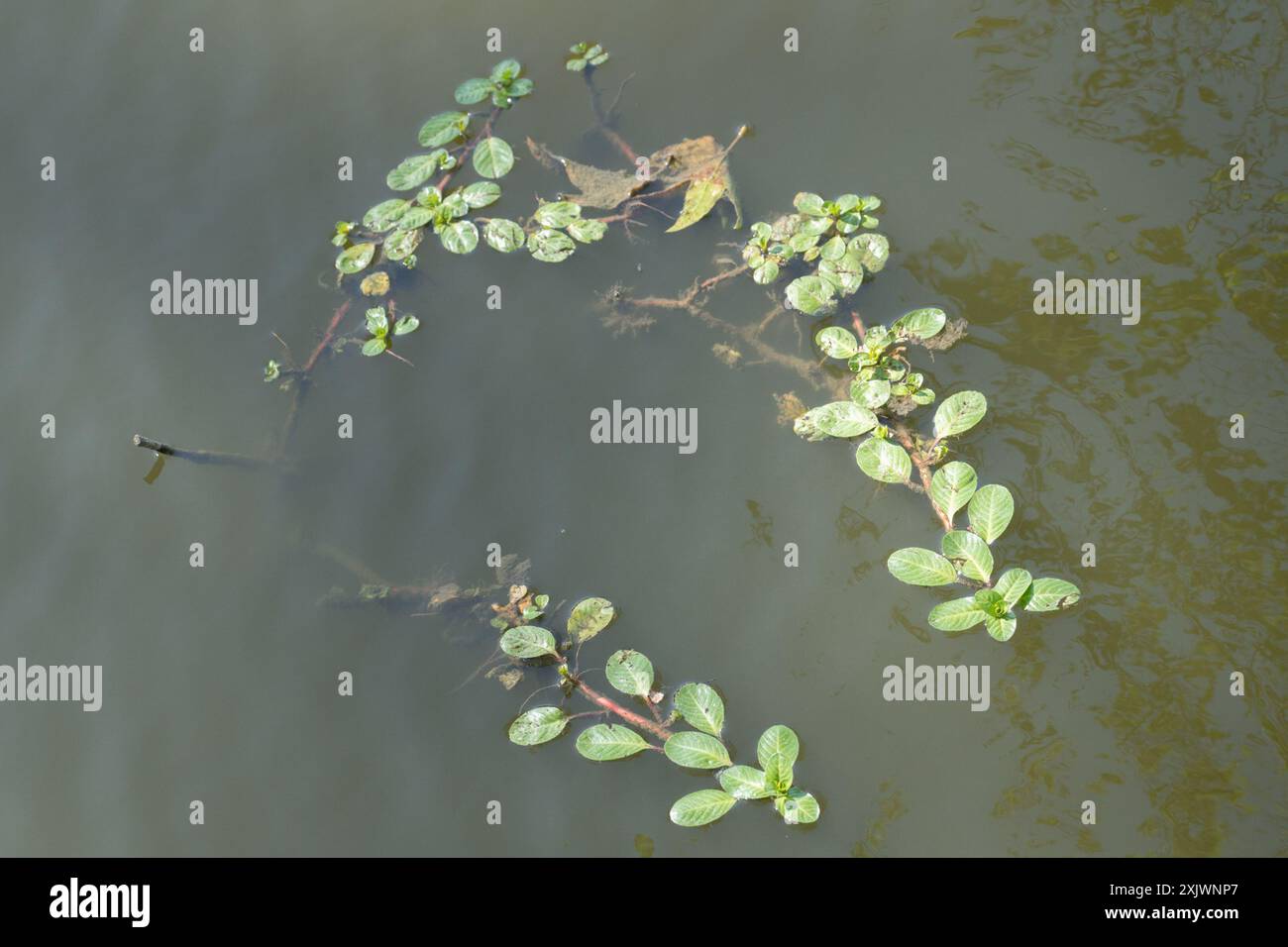 floating primrose-willow (Ludwigia peploides) Plantae Stock Photo - Alamy