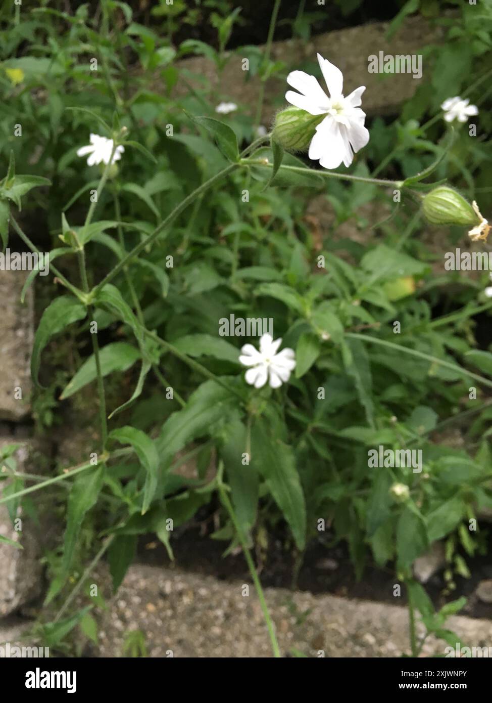 white campion (Silene latifolia) Plantae Stock Photo - Alamy
