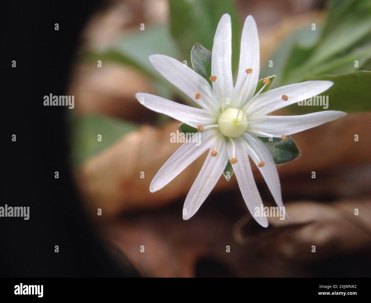 star chickweed (Stellaria pubera) Plantae Stock Photo - Alamy