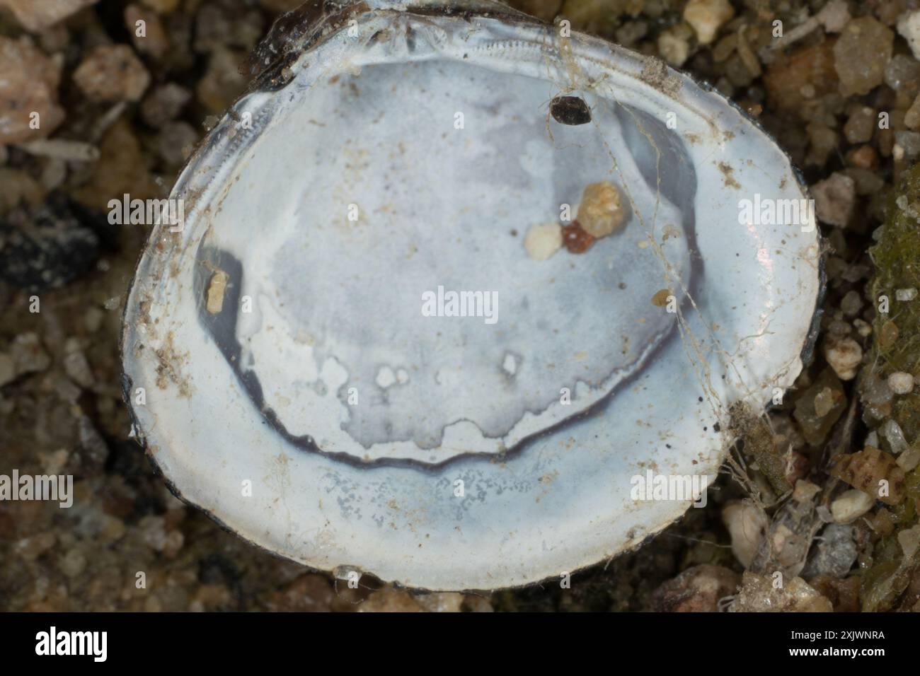 Asian Clam (Corbicula fluminea) Mollusca Stock Photo - Alamy