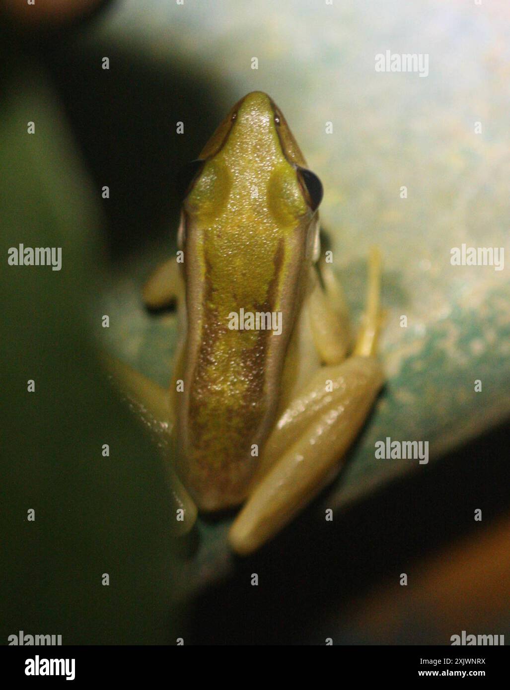 Green Paddy Frog (Hylarana erythraea) Amphibia Stock Photo - Alamy