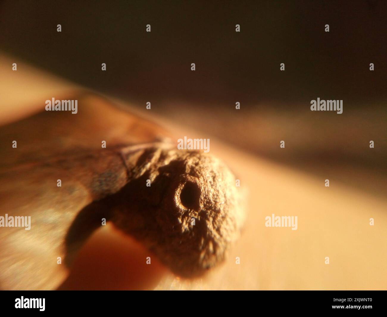 Gall Wasps (Cynipidae) Insecta Stock Photo - Alamy