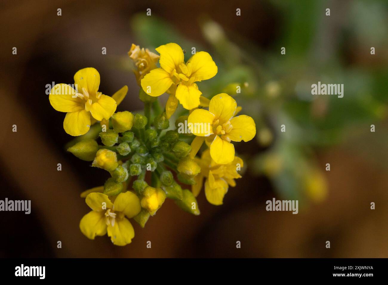 Golden Bladderpod (Physaria aurea) Plantae Stock Photo - Alamy