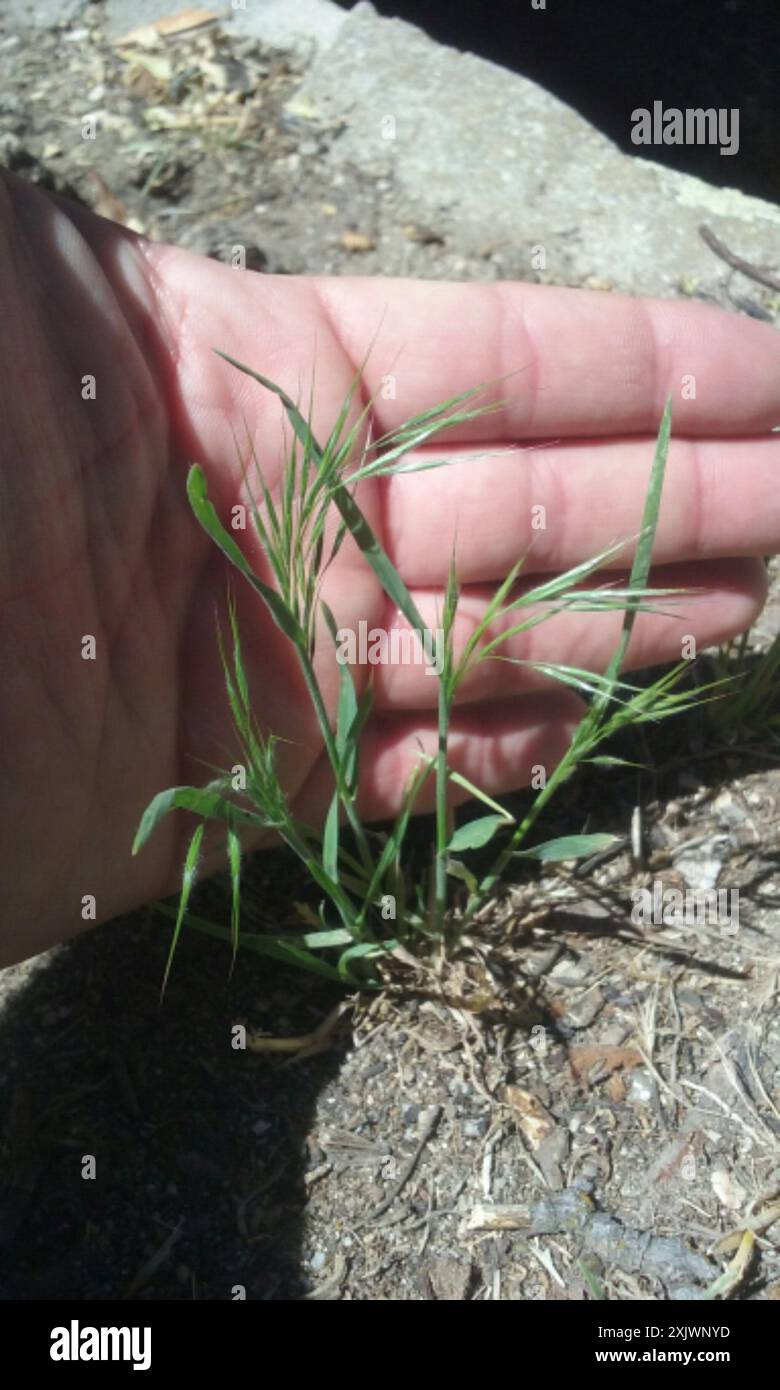 Cheatgrass (Bromus tectorum) Plantae Stock Photo - Alamy