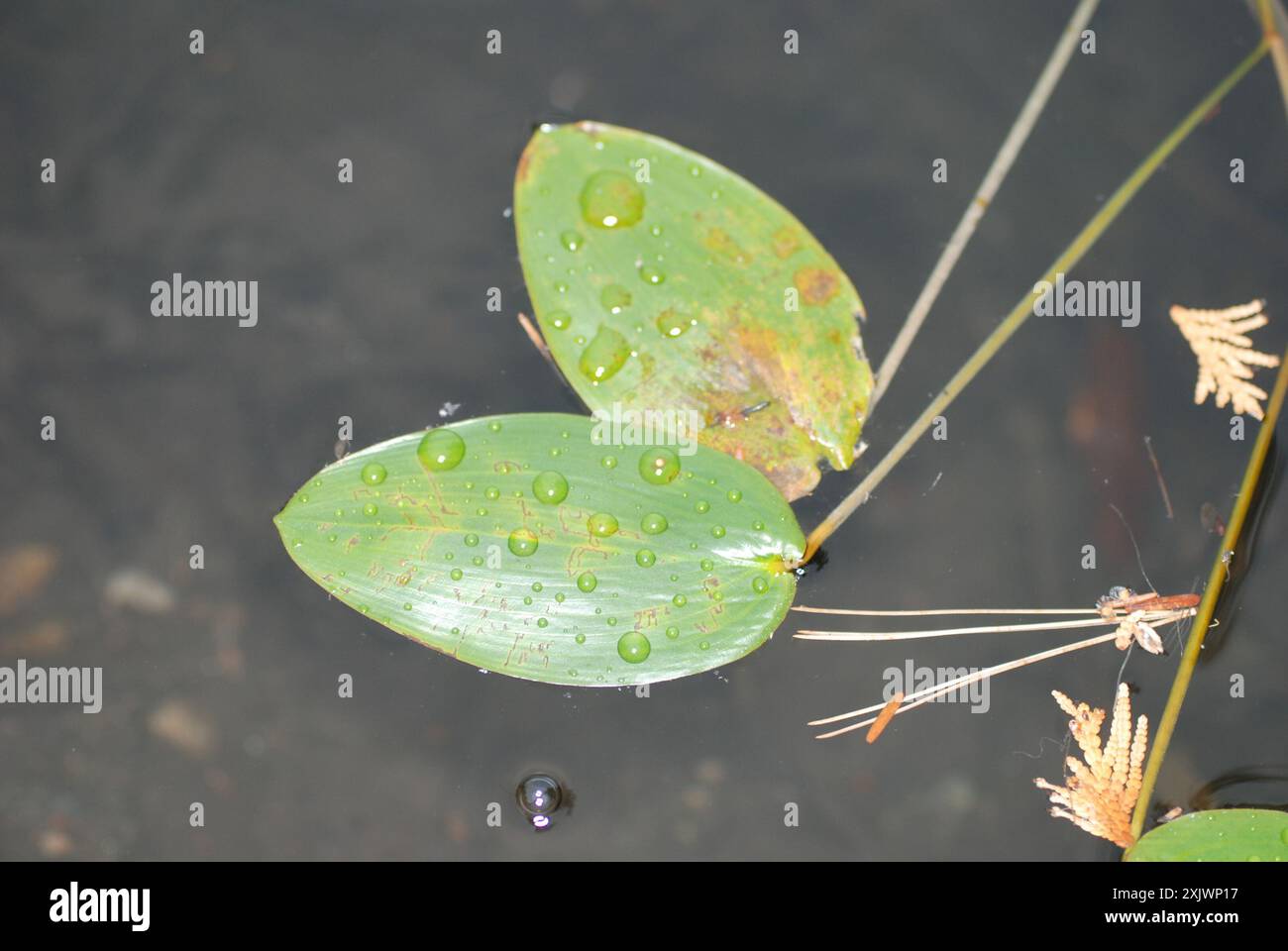 floating-leaved pondweed (Potamogeton natans) Plantae Stock Photo - Alamy