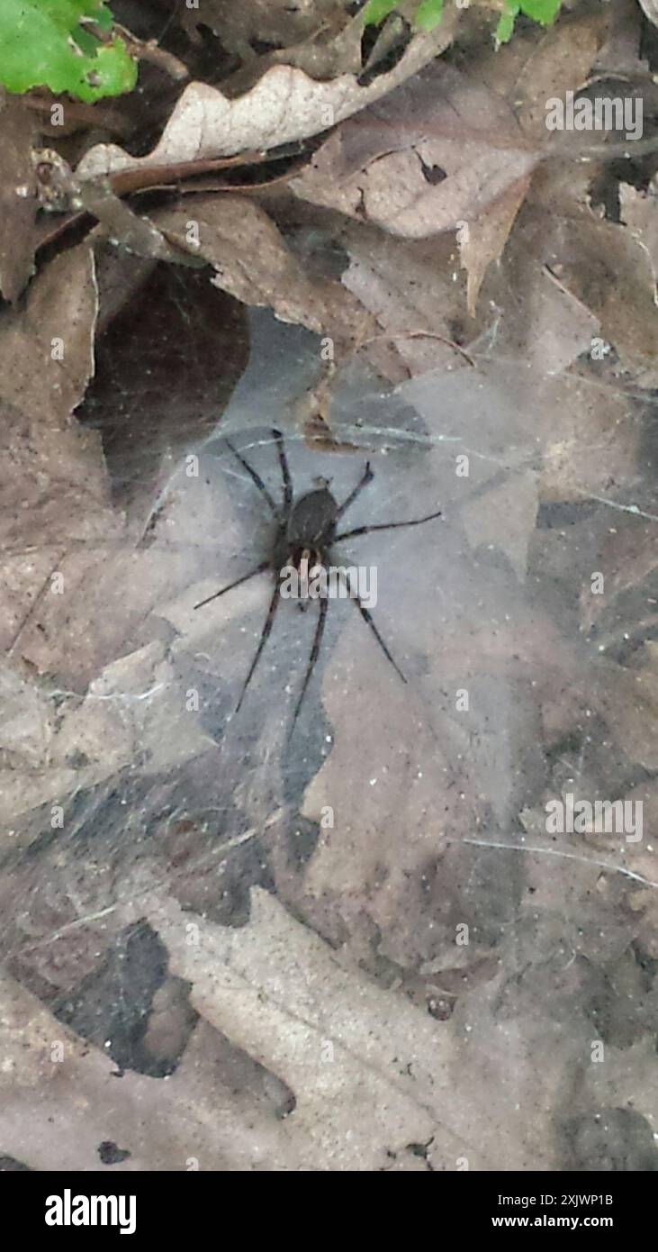 Grass Spiders (Agelenopsis) Arachnida Stock Photo - Alamy