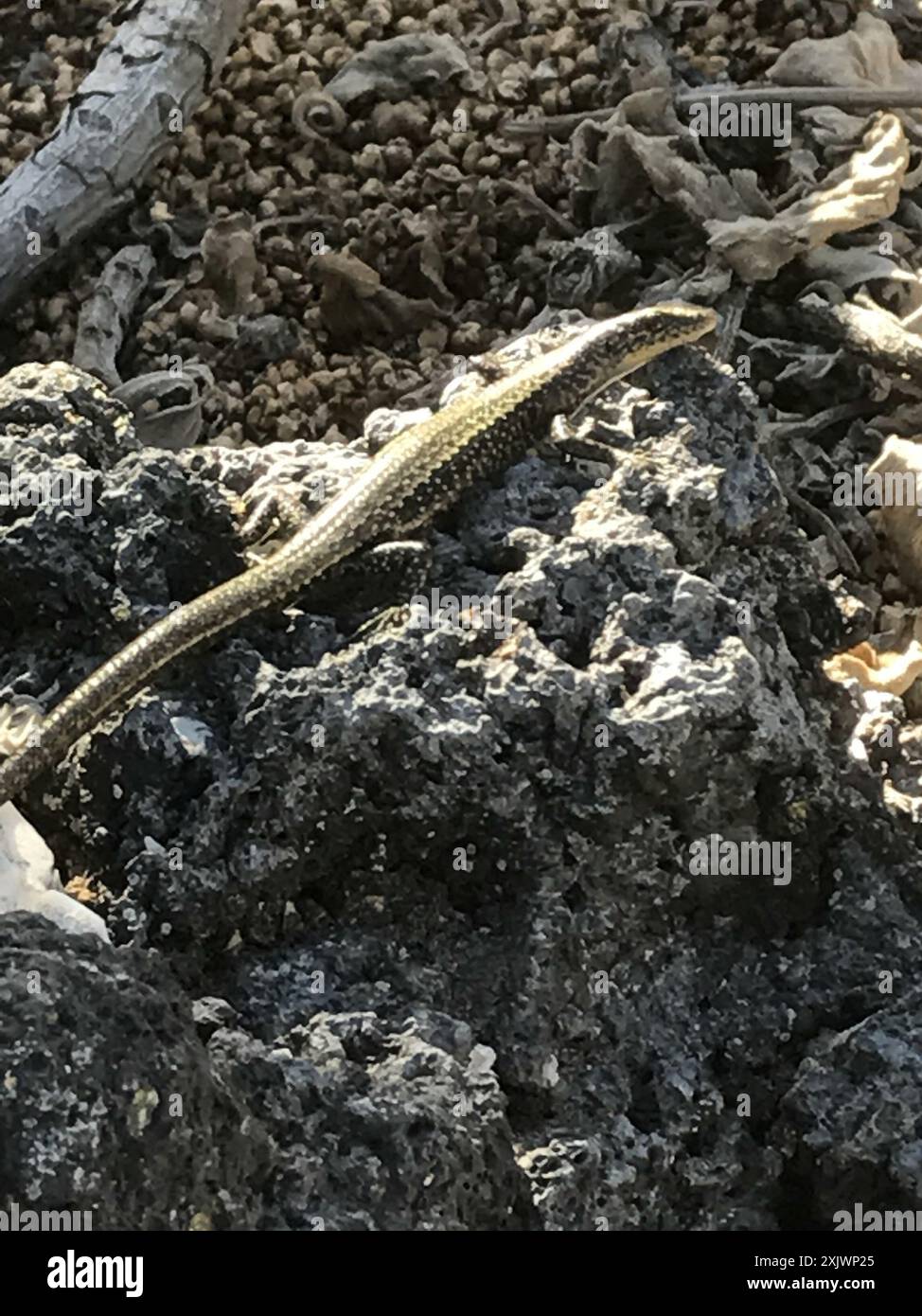 Mottled snake eyed skink cryptoblepharus poecilopleurus hi-res stock ...