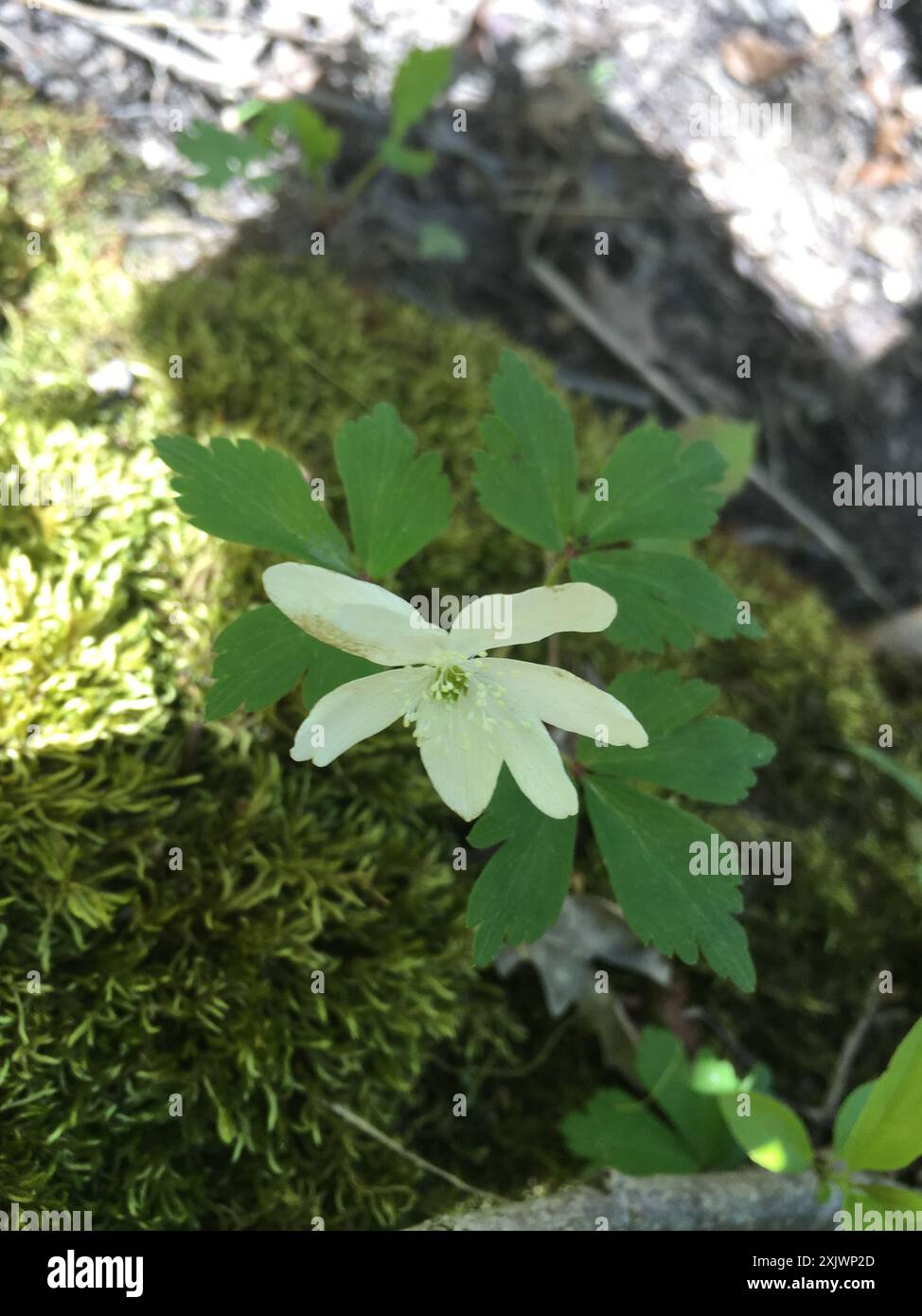wood anemone (Anemonoides quinquefolia) Plantae Stock Photo - Alamy