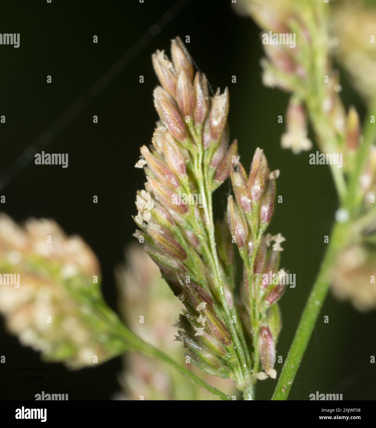 grasses (Poaceae) Plantae Stock Photo - Alamy