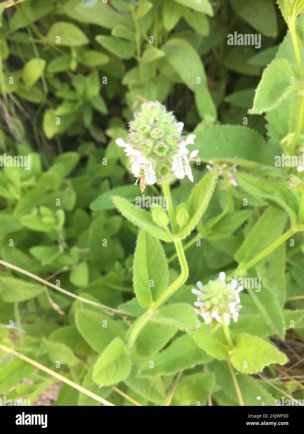 short-spiked hedge nettle (Stachys pycnantha) Plantae Stock Photo - Alamy