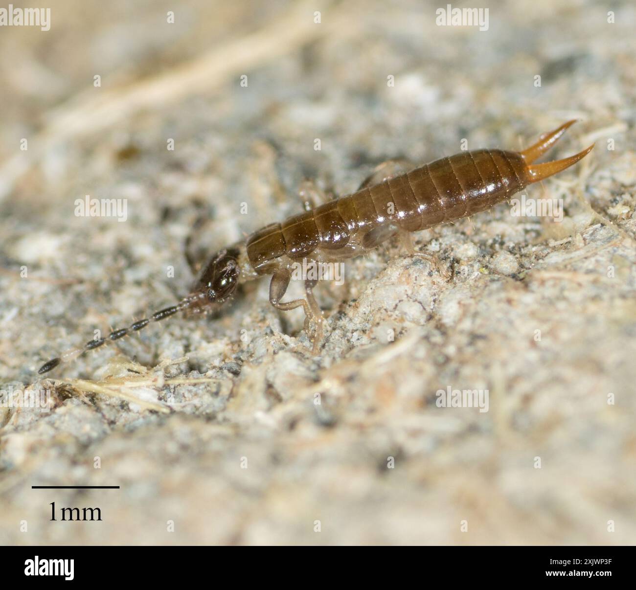Euborellia annulipes hi-res stock photography and images - Alamy