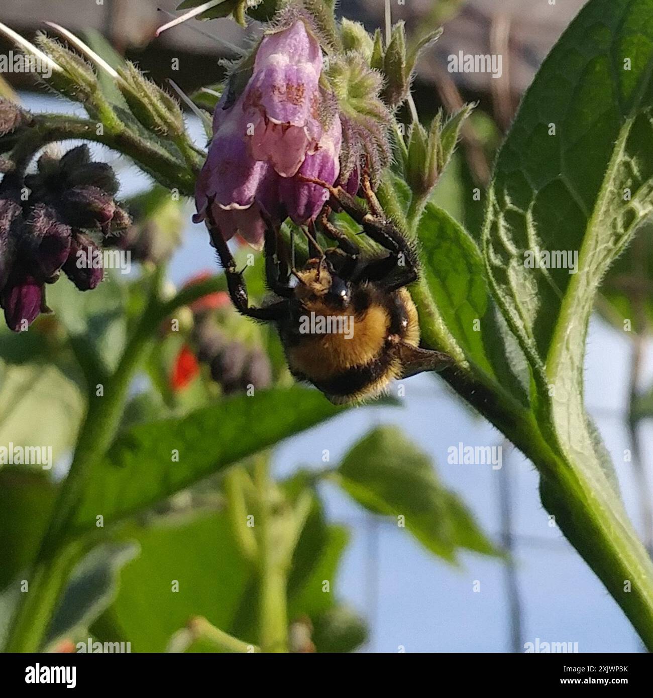 Northern Amber Bumble Bee (Bombus borealis) Insecta Stock Photo - Alamy