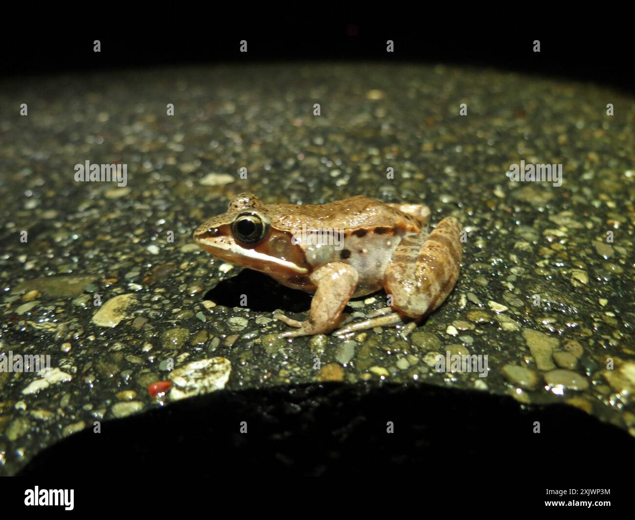 Wood Frog (Lithobates sylvaticus) Amphibia Stock Photo - Alamy