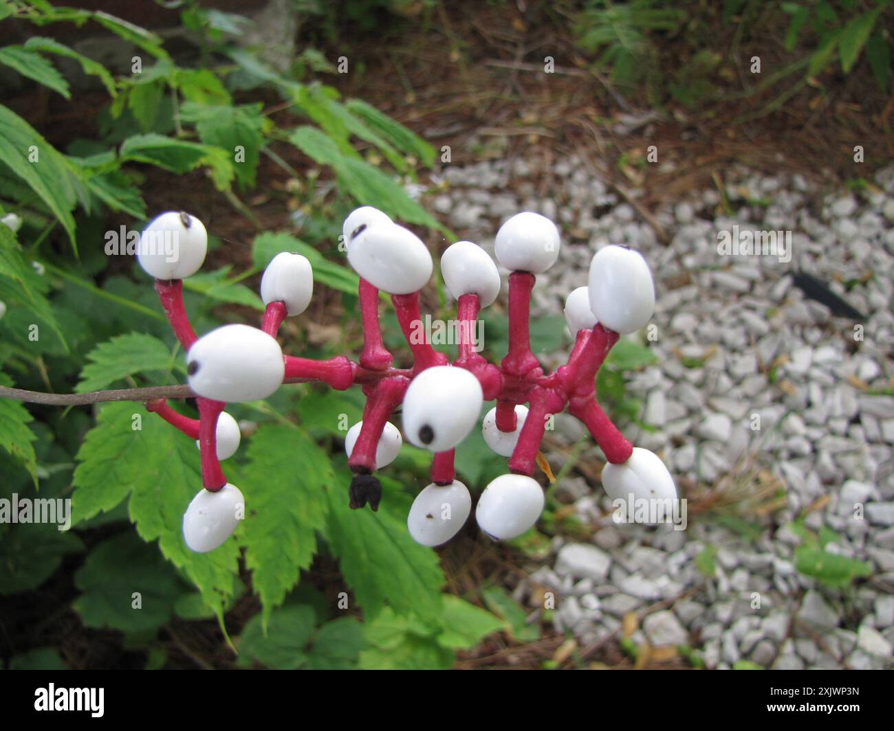 white baneberry (Actaea pachypoda) Plantae Stock Photo - Alamy