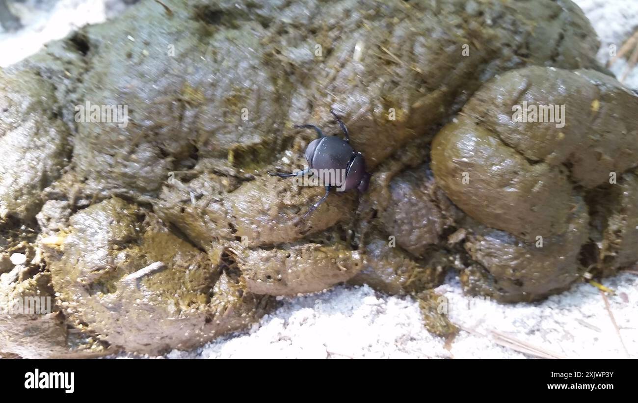 Dung Rollers (Canthon) Insecta Stock Photo - Alamy