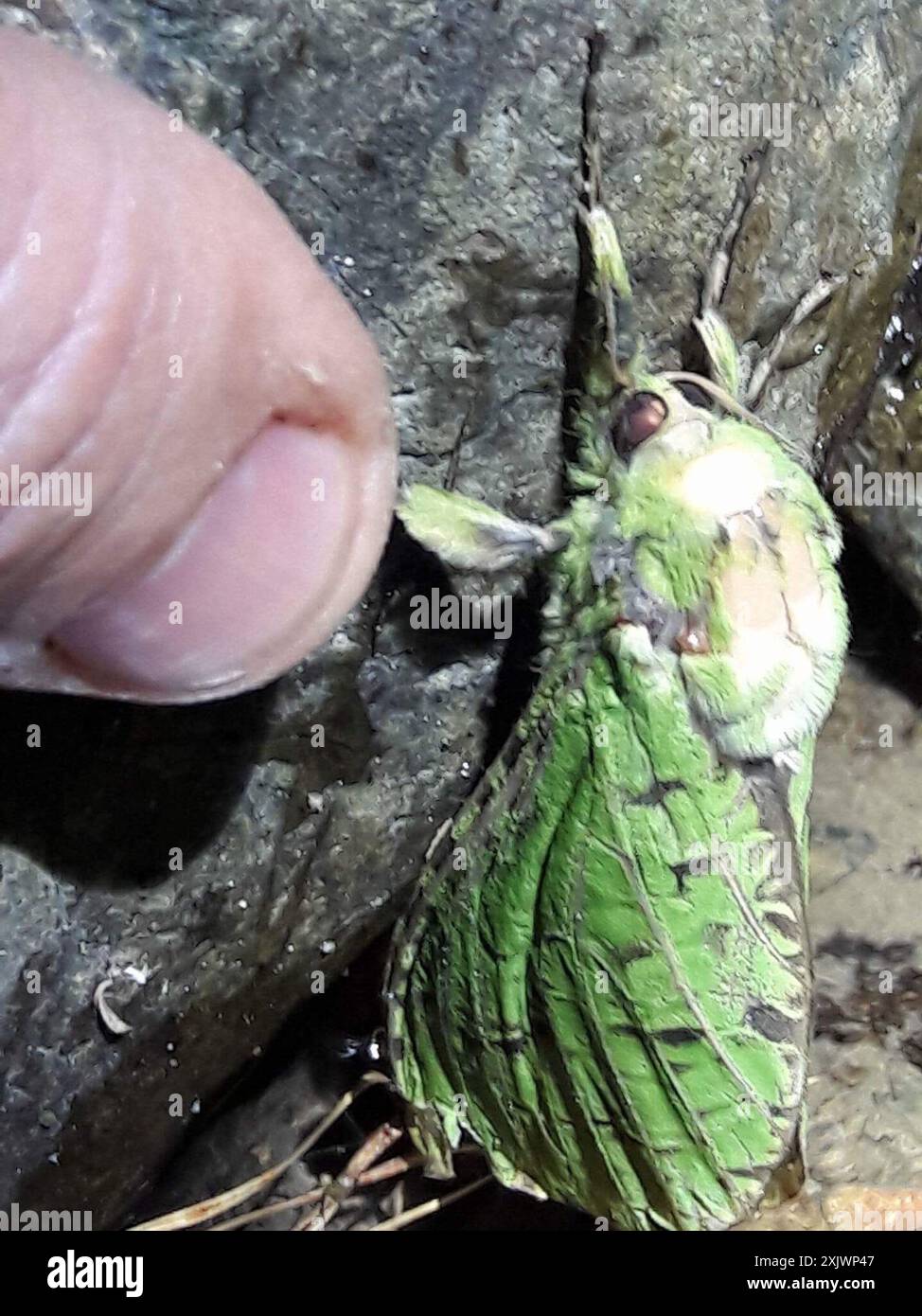 Puriri moth (Aenetus virescens) Insecta Stock Photo - Alamy