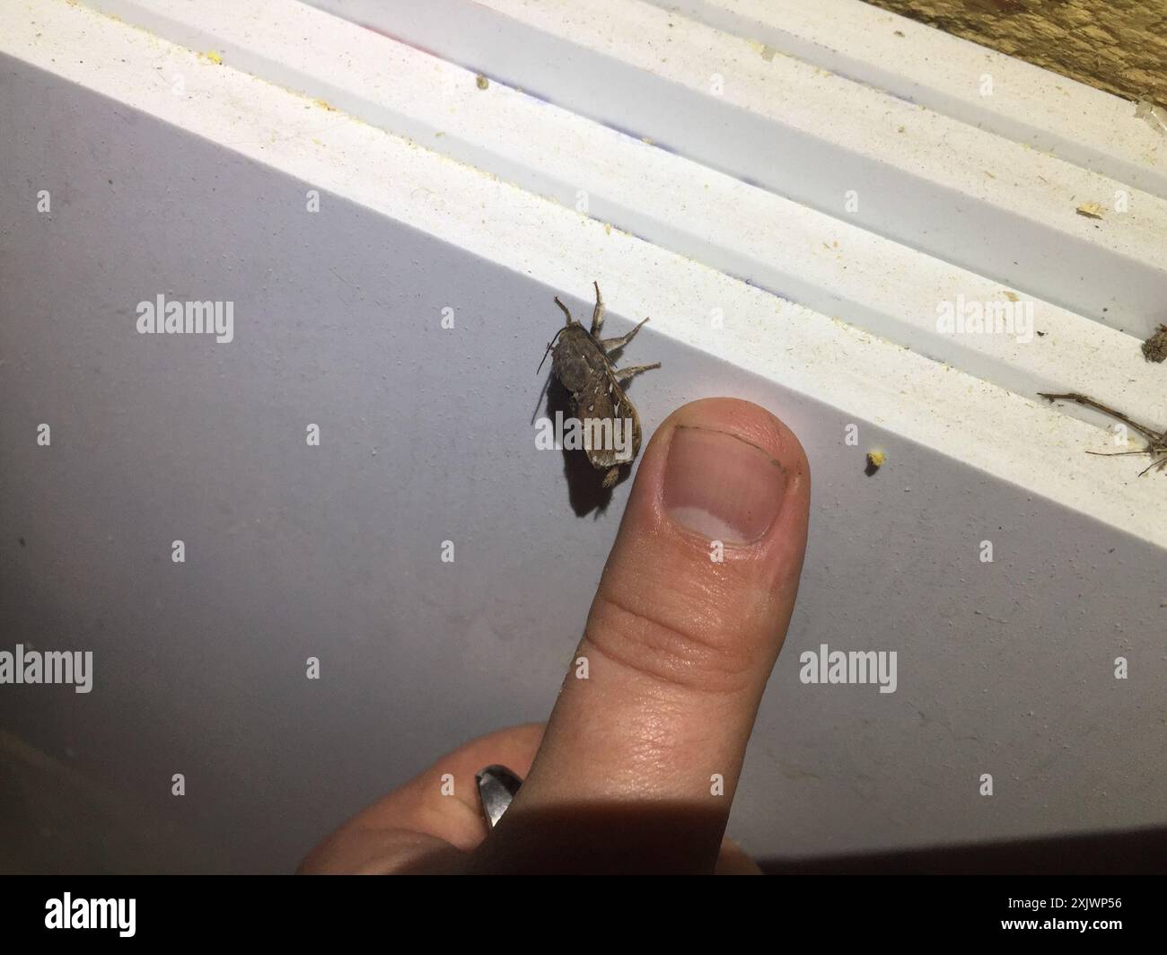 Pasture Porina (Wiseana cervinata) Insecta Stock Photo - Alamy