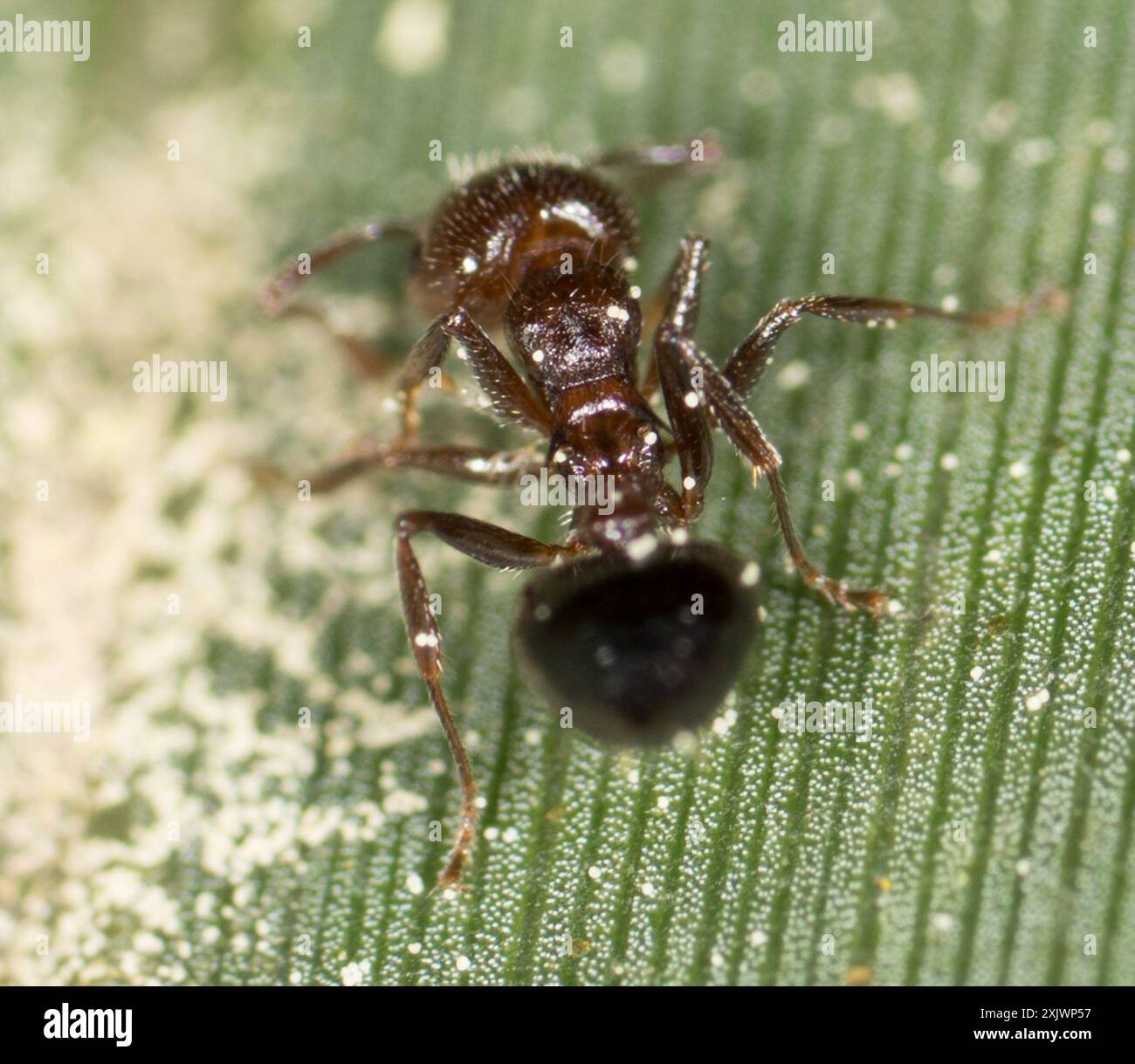 Acrobat Ants and Cocktail Ants (Crematogaster) Insecta Stock Photo - Alamy