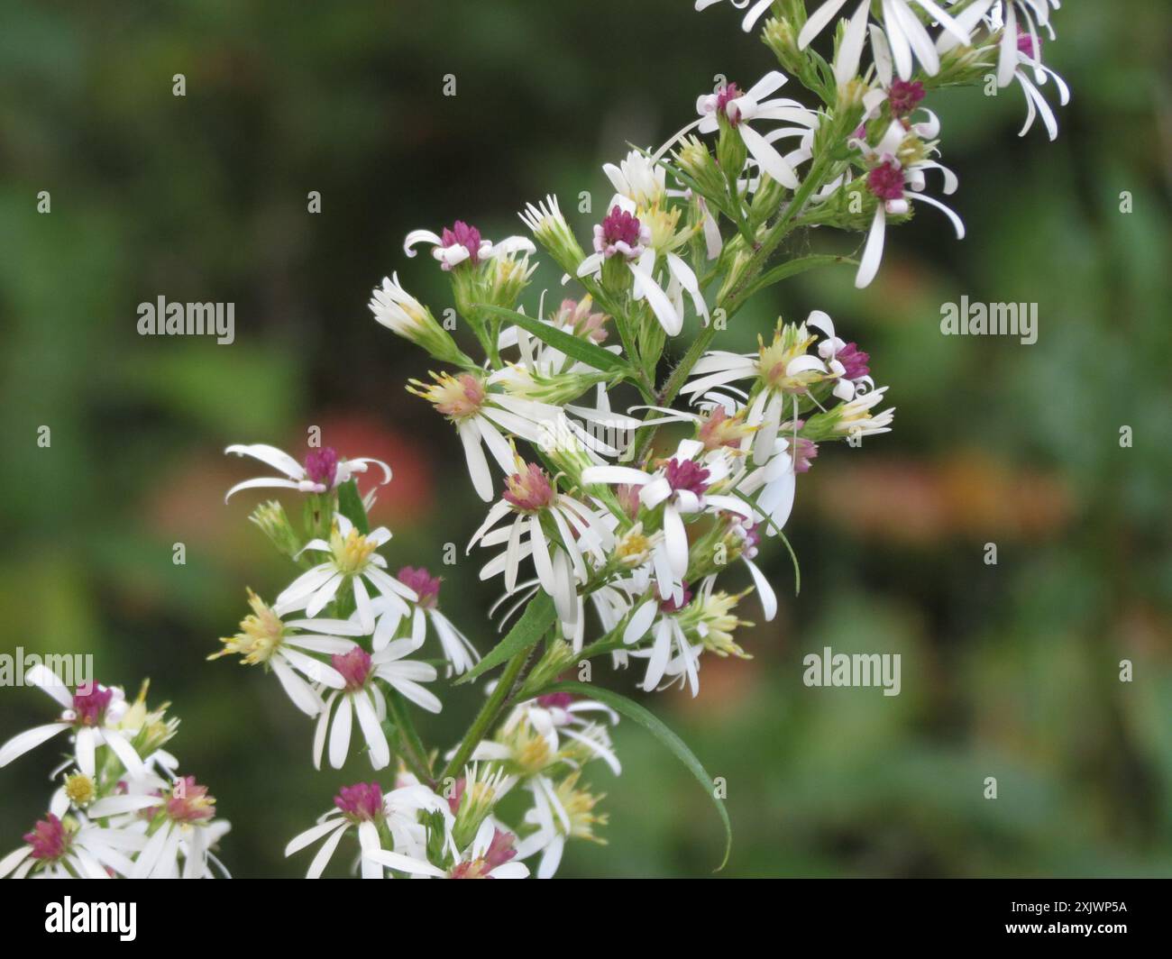 Arrow-leaved Aster (Symphyotrichum urophyllum) Plantae Stock Photo - Alamy