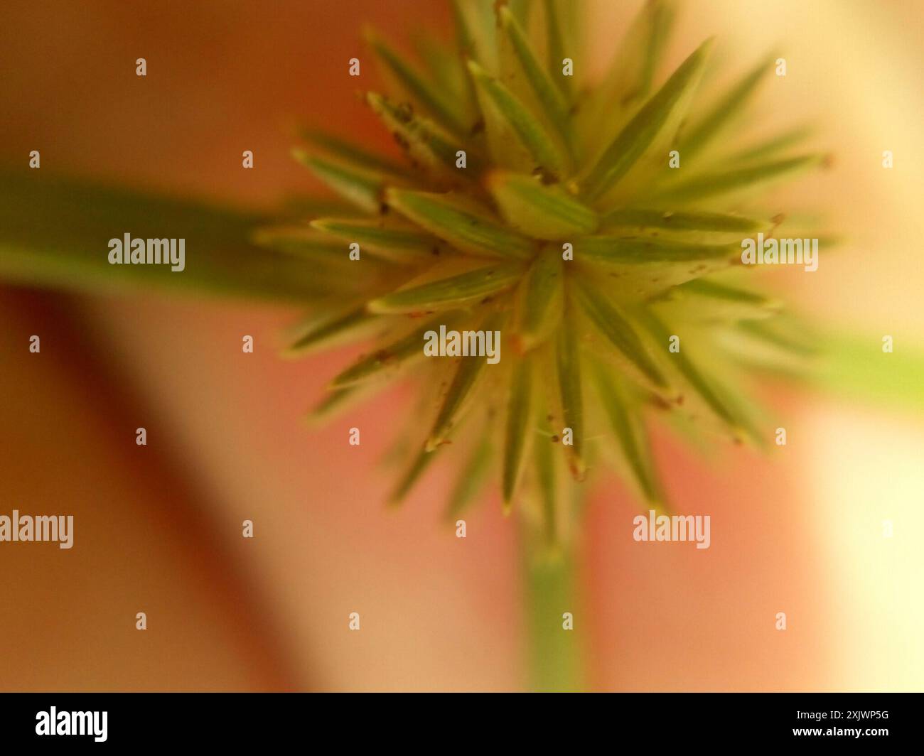 Shortleaf Spikesedge (Cyperus brevifolius) Plantae Stock Photo - Alamy