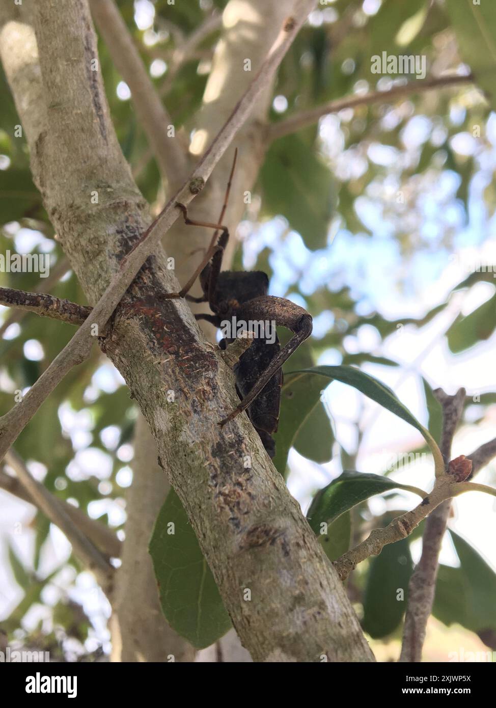 Acanthocephala femorata hi-res stock photography and images - Alamy